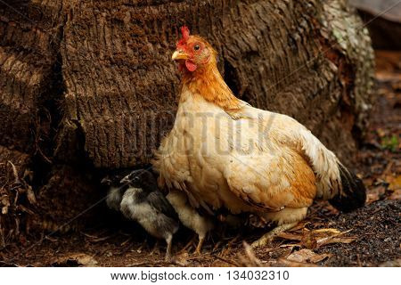 Hen Chicks Take Image & Photo (Free Trial) | Bigstock