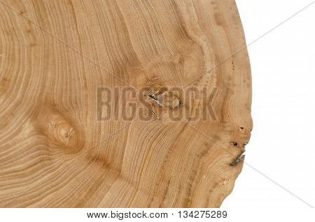 Cross Section Elm Tree Image & Photo (Free Trial) | Bigstock