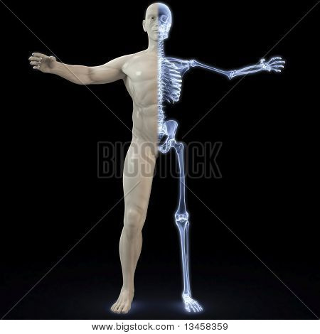 Anatomy Illustration Man Half Skeleton Half Images, Illustrations ...