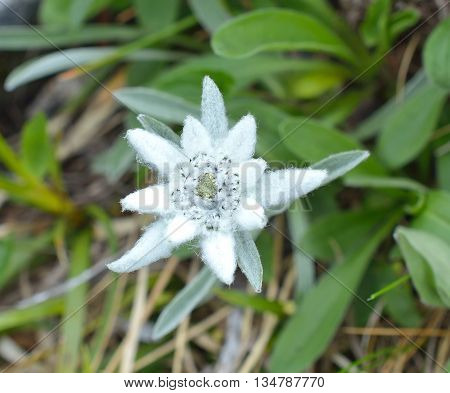Edelweiss ( Image & Photo (Free Trial) | Bigstock