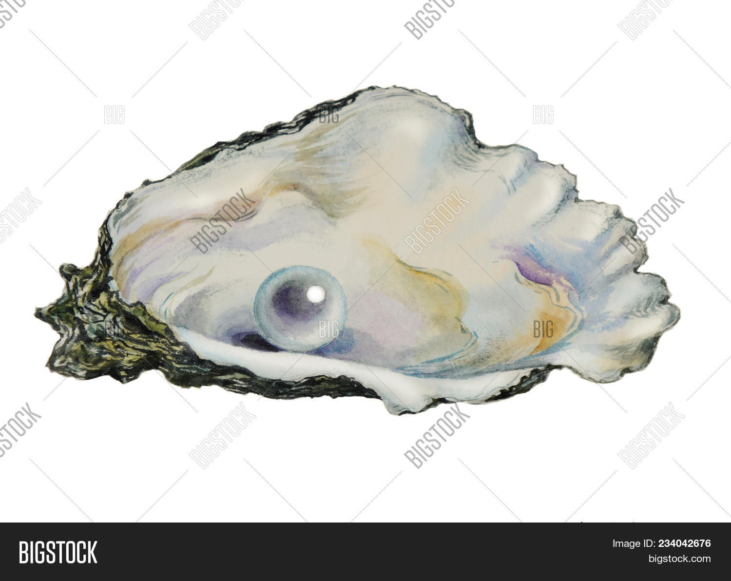 Sea Shells Pearls. Image & Photo (Free Trial) | Bigstock
