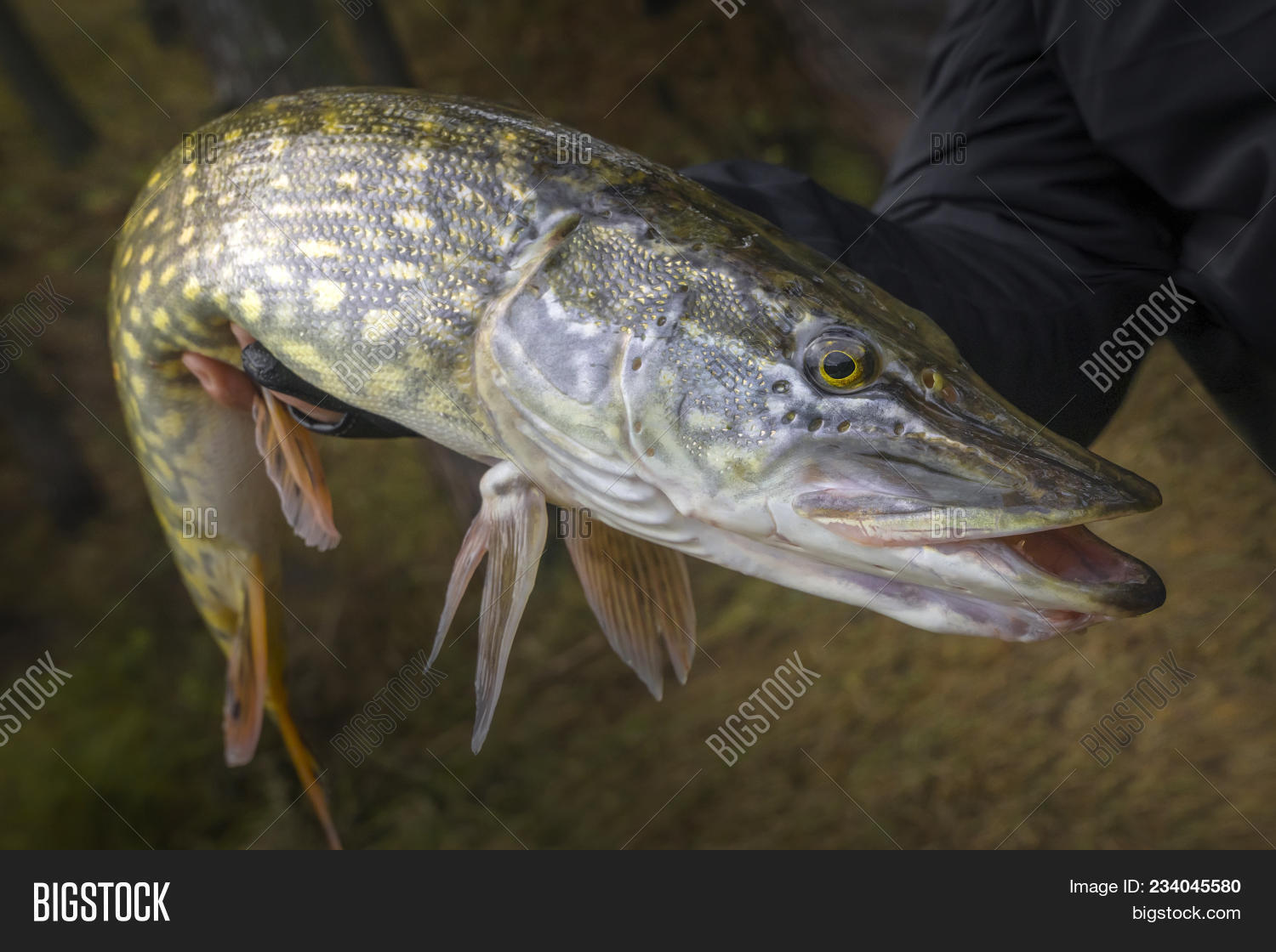 Pike Fish Hand Image & Photo (Free Trial) | Bigstock