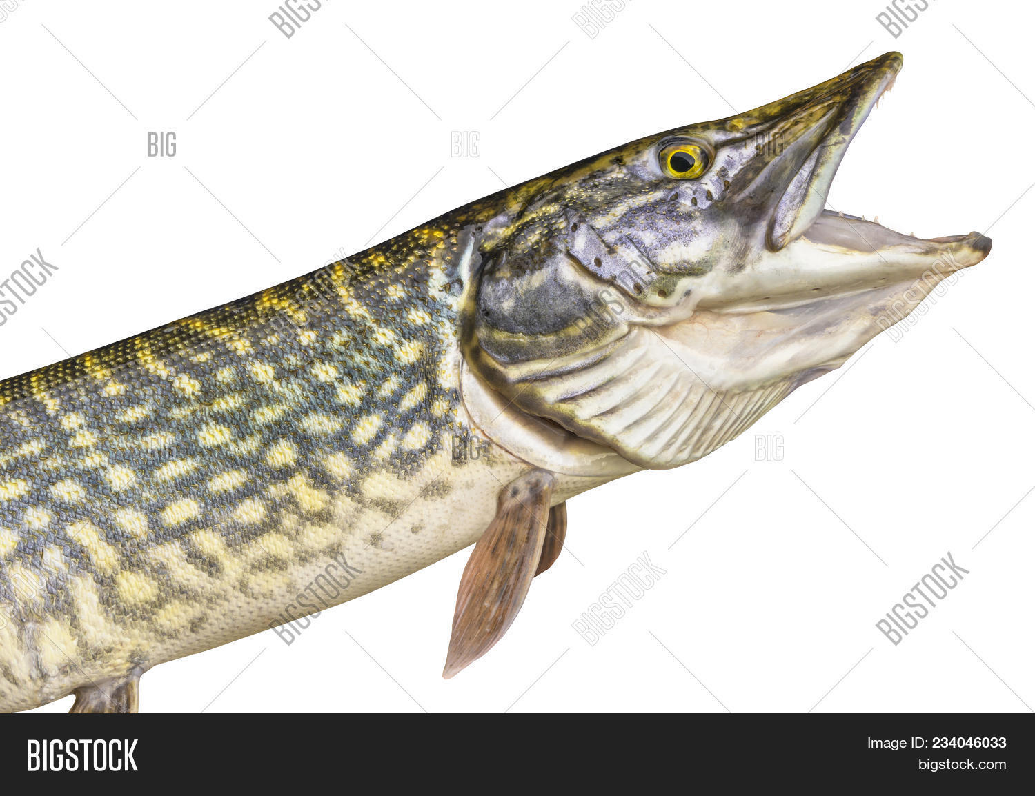 Pike Fish Isolated On Image & Photo (Free Trial) | Bigstock