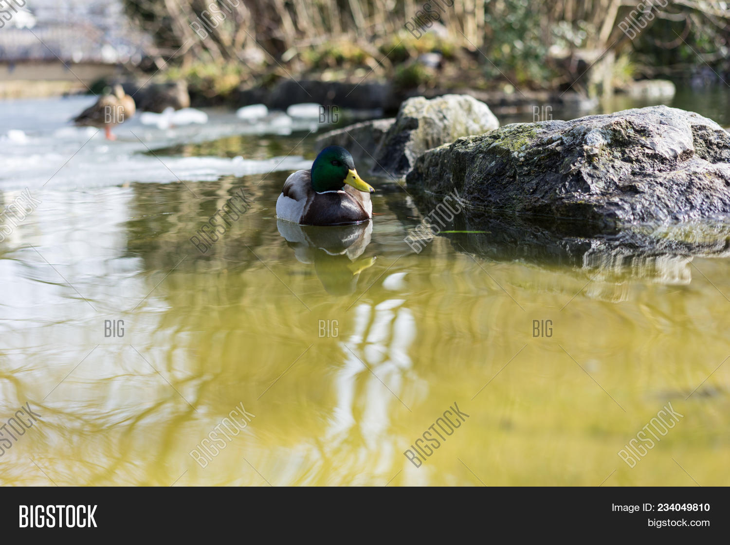 Mallard Duck, Mallard Image & Photo (Free Trial) | Bigstock