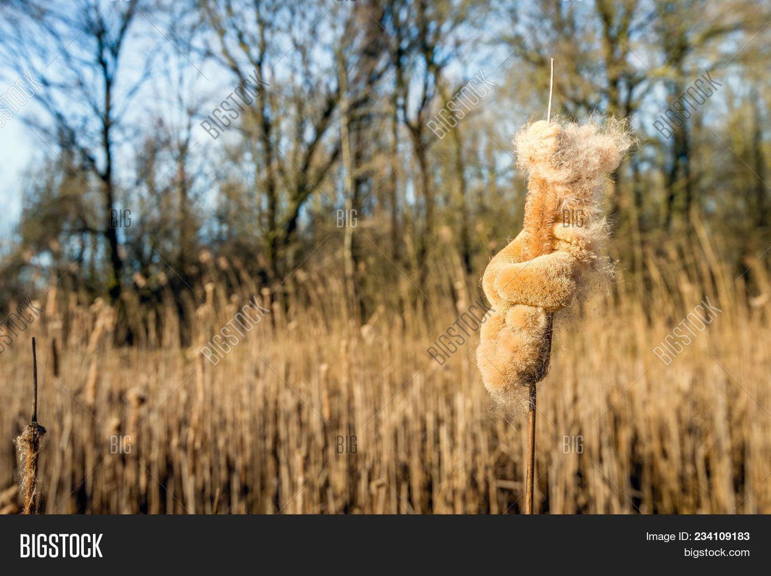 Overblown Female Image & Photo (Free Trial) | Bigstock