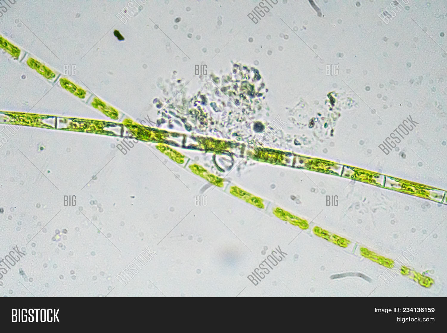 Algae Under Microscope Image & Photo (Free Trial) | Bigstock