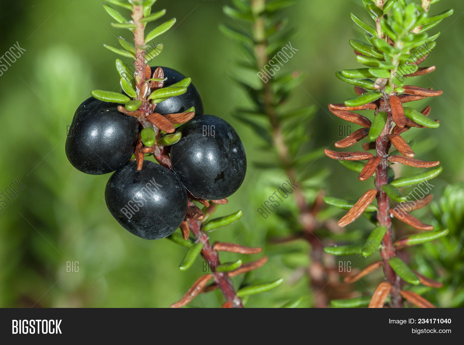 Crowberries (empetrum Image & Photo (Free Trial) | Bigstock