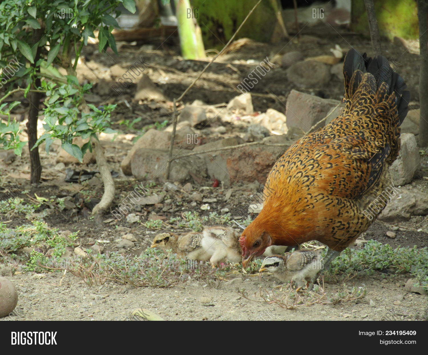 Hens Feed On Image & Photo (Free Trial) | Bigstock