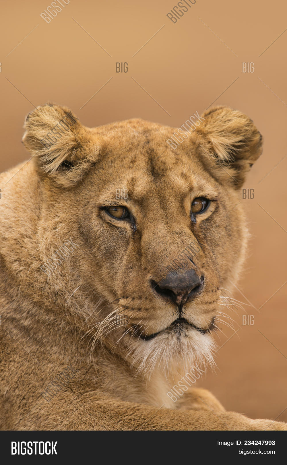 Portrait Female Lion Image & Photo (Free Trial) | Bigstock