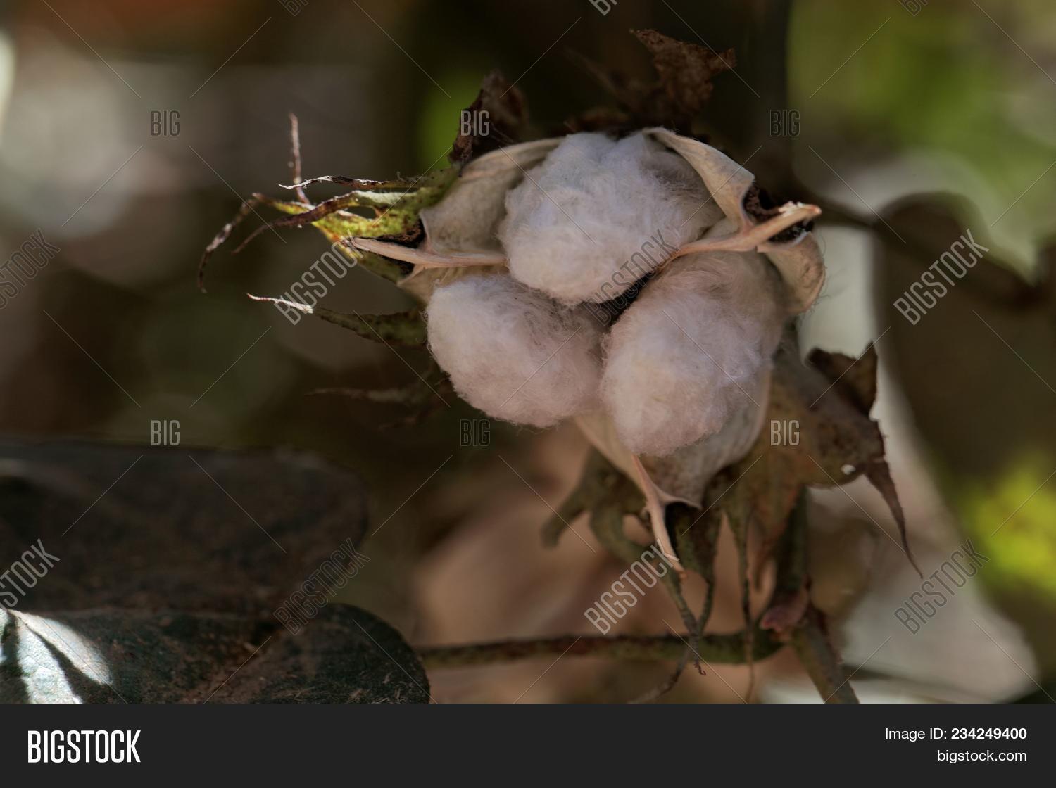 Seed Capsule Tree Image & Photo (Free Trial) | Bigstock