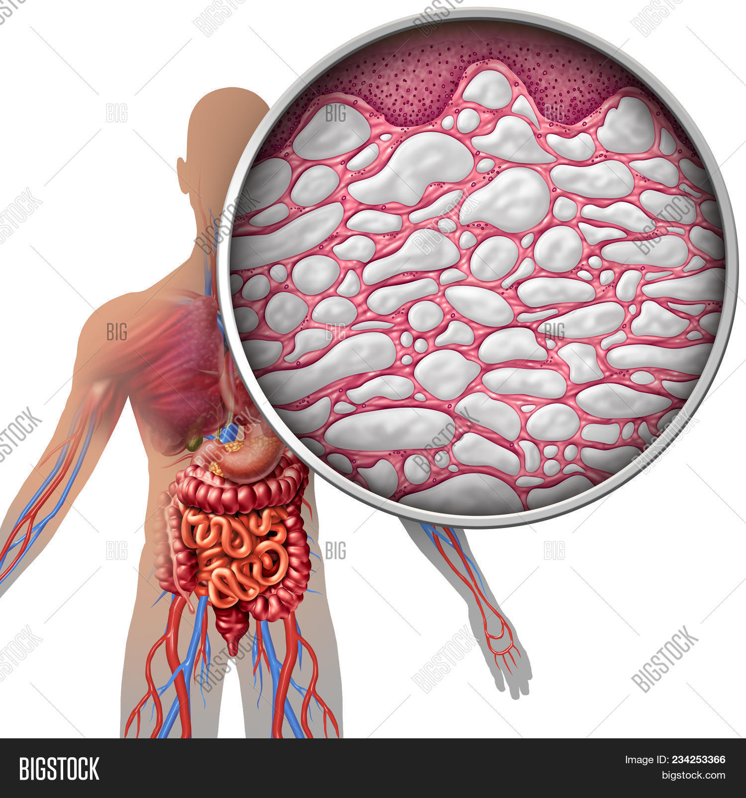 Interstitium Human Image & Photo (Free Trial) | Bigstock