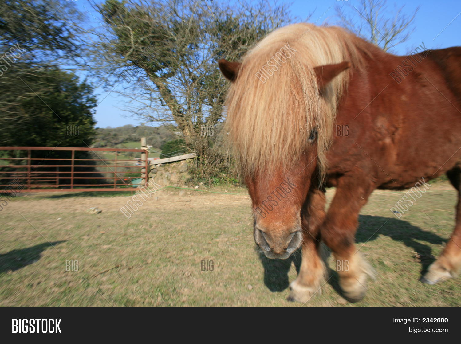 Shetland Pony Field Image & Photo (Free Trial) | Bigstock