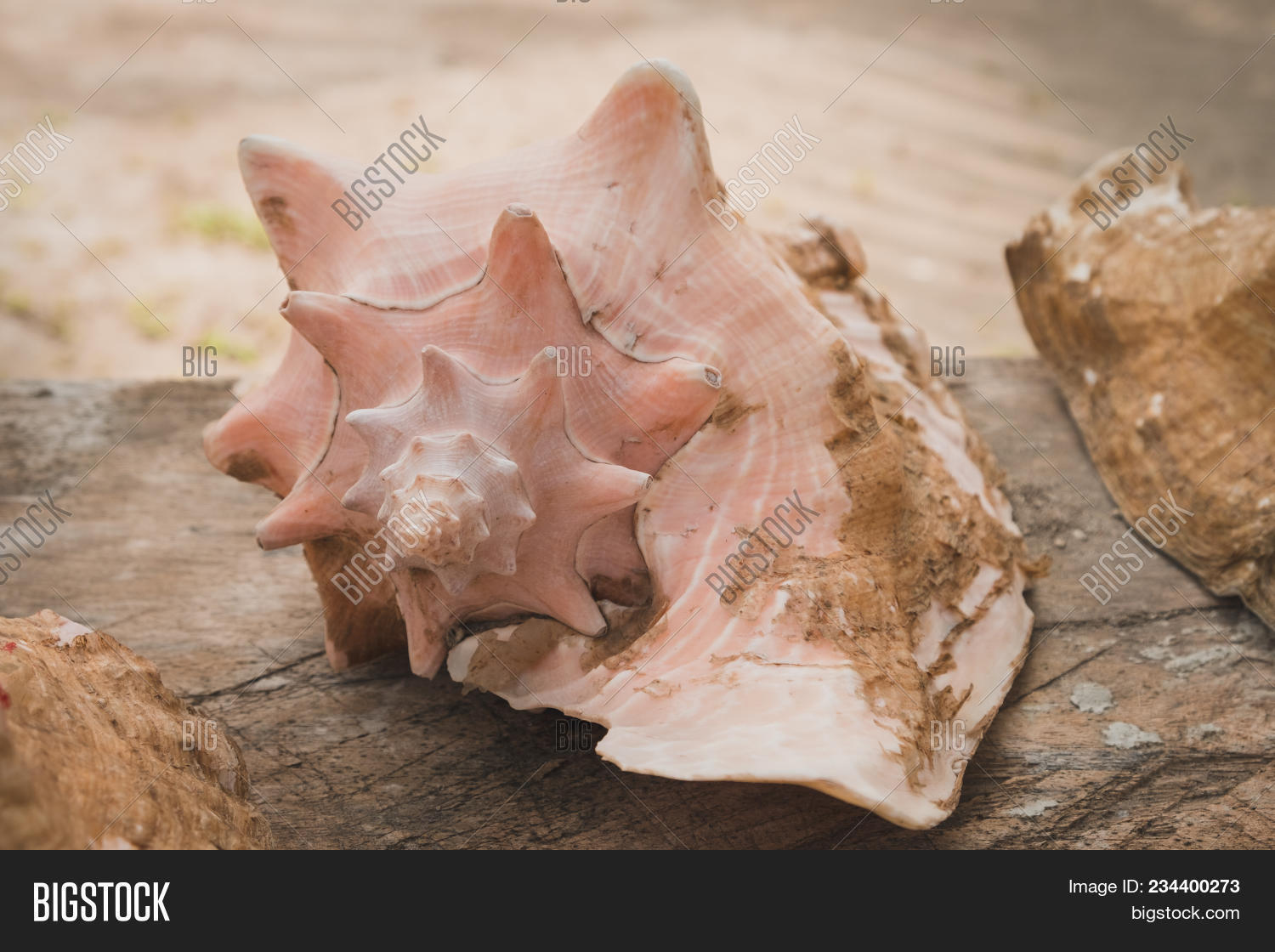 Conk Shell Beach Image & Photo (Free Trial) | Bigstock