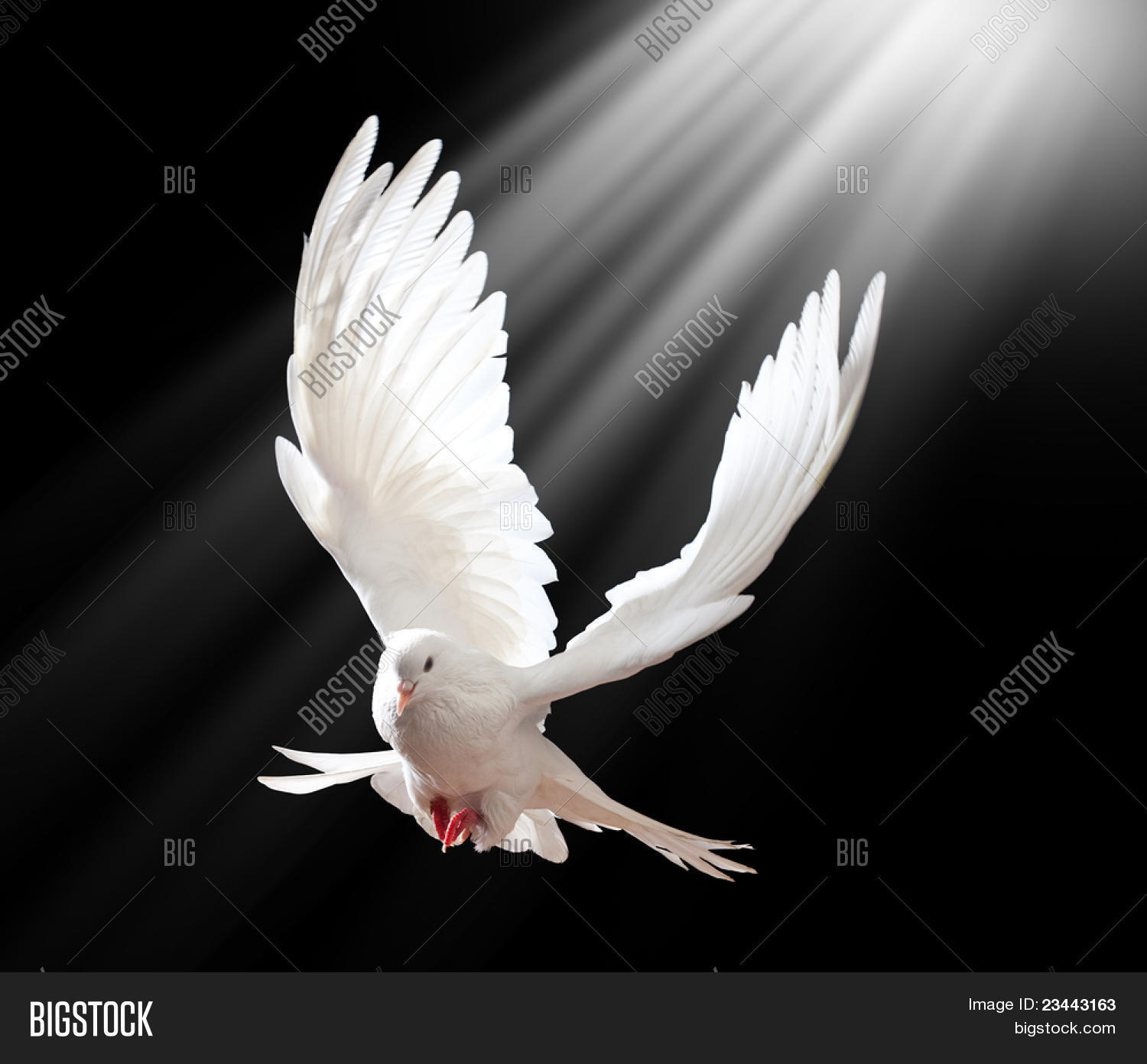 Free Flying White Dove Image & Photo (Free Trial) | Bigstock