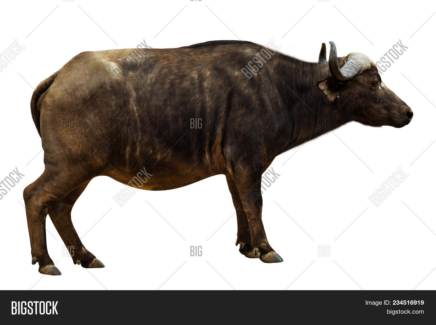 Side View African Image & Photo (Free Trial) | Bigstock