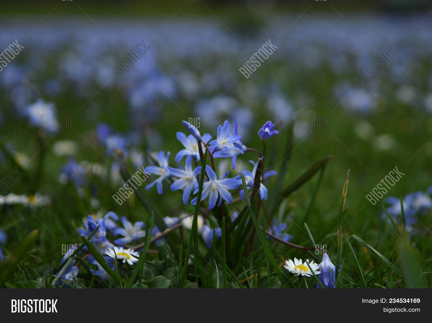 Early Blue Spring Image & Photo (Free Trial) | Bigstock