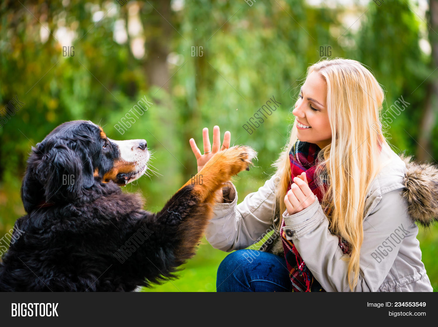 Dog Shaking Hands Paw Image & Photo (Free Trial) | Bigstock