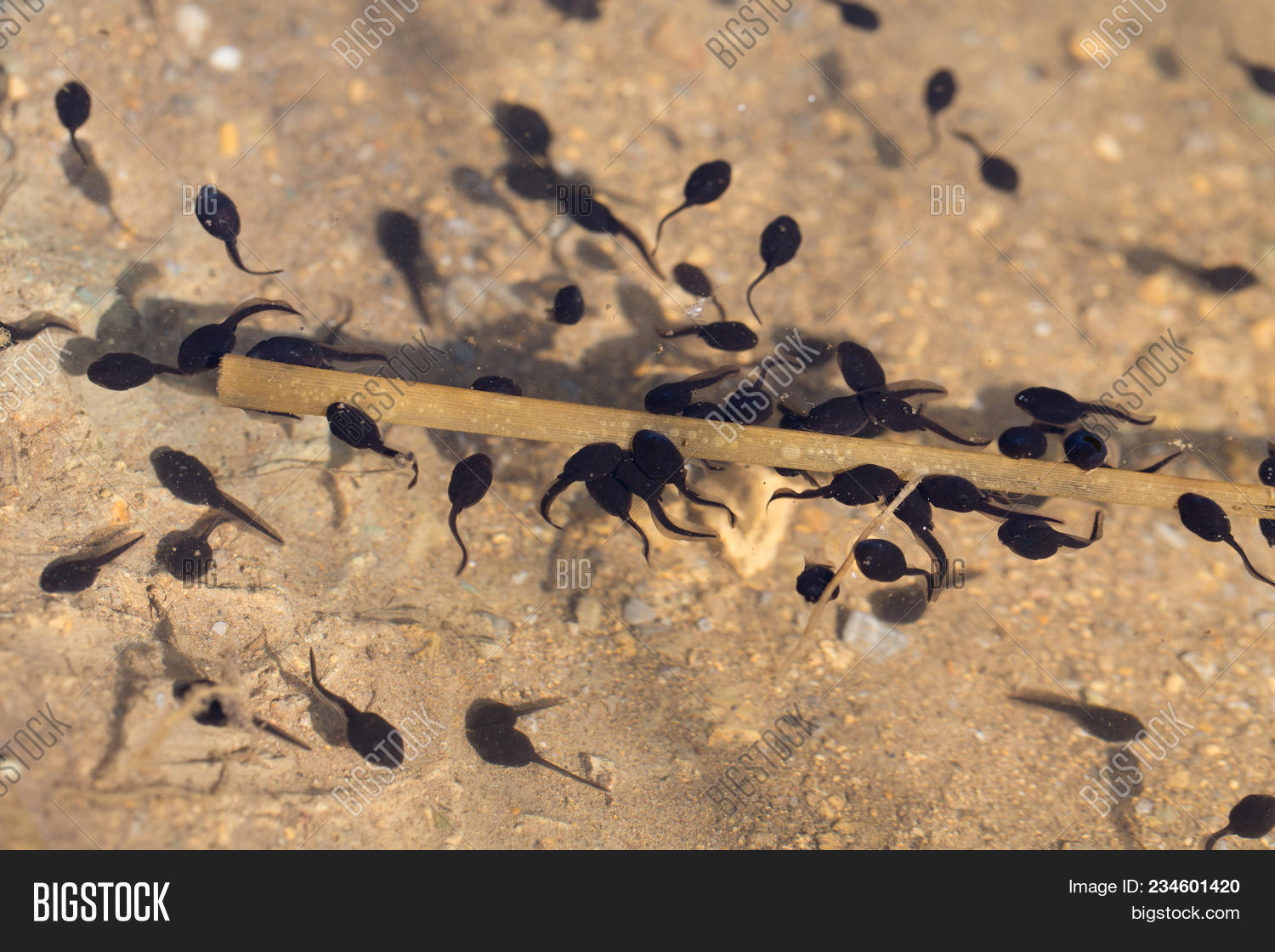 Many Tadpoles Swim On Image & Photo (Free Trial) | Bigstock