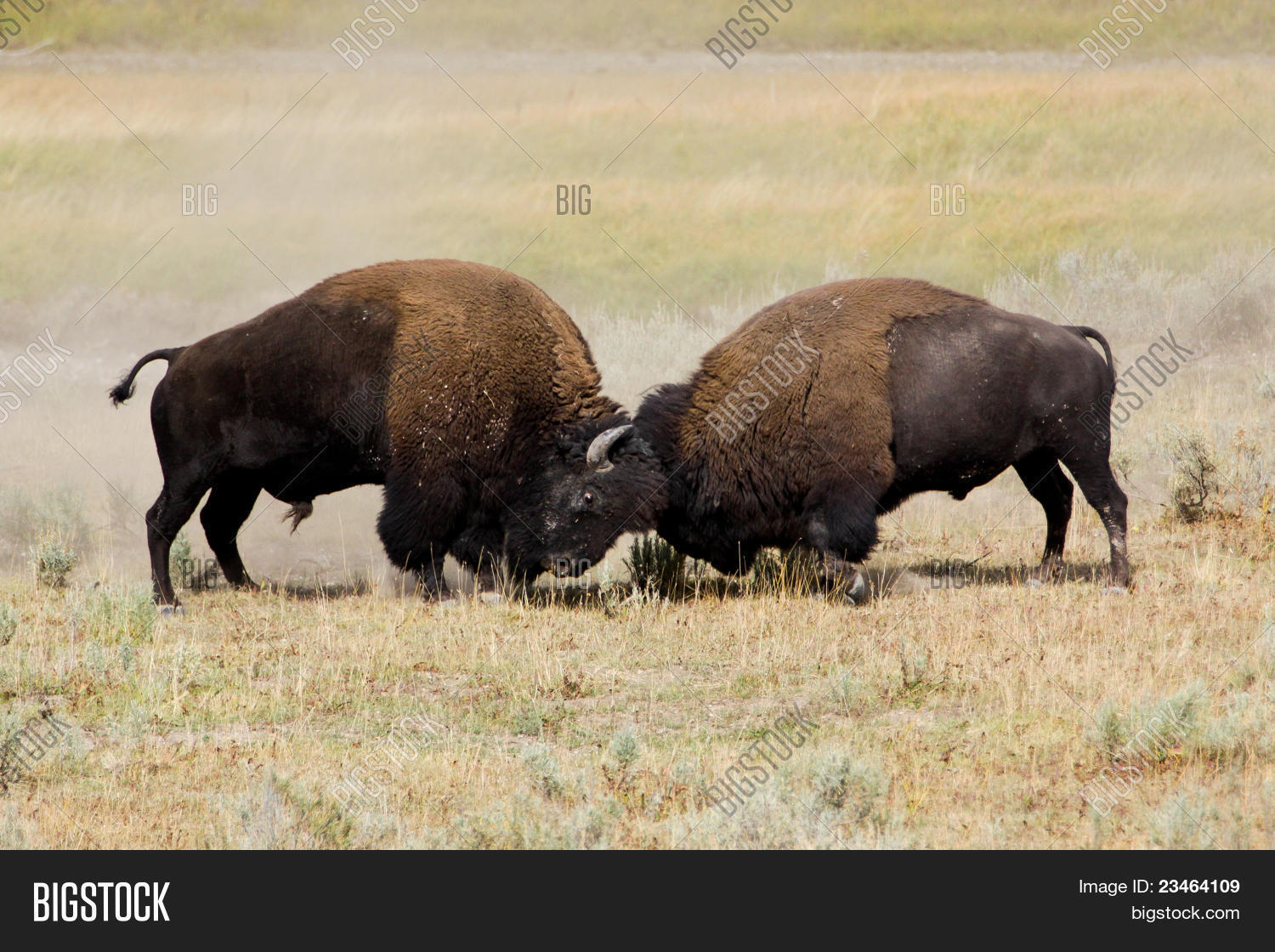 Bisons Battle Image & Photo (Free Trial) | Bigstock