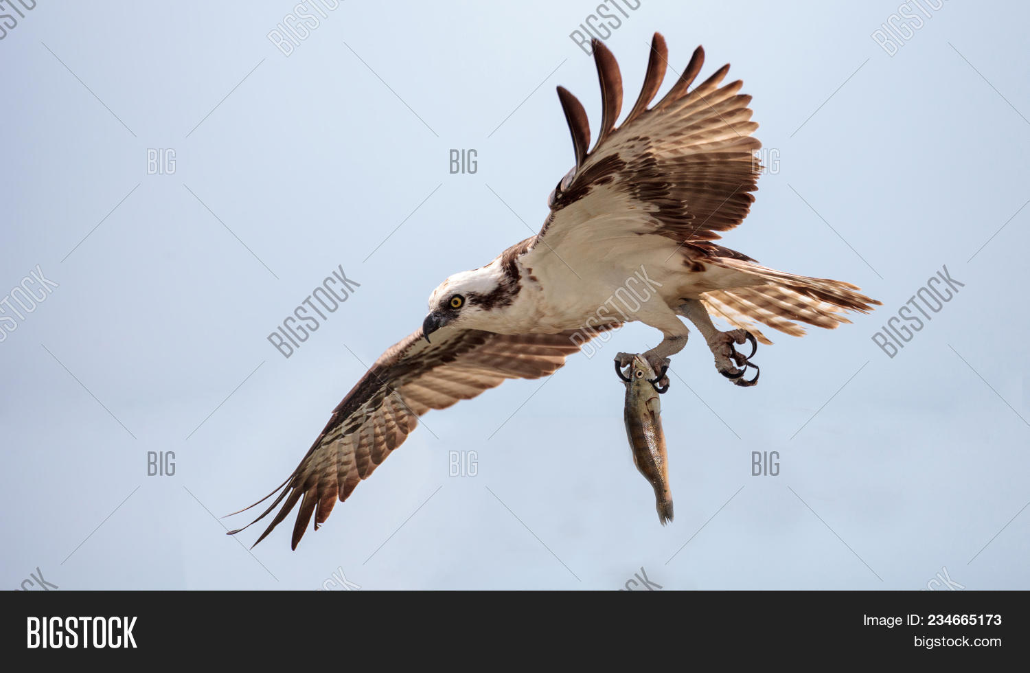 Osprey Bird Prey Image & Photo (Free Trial) | Bigstock