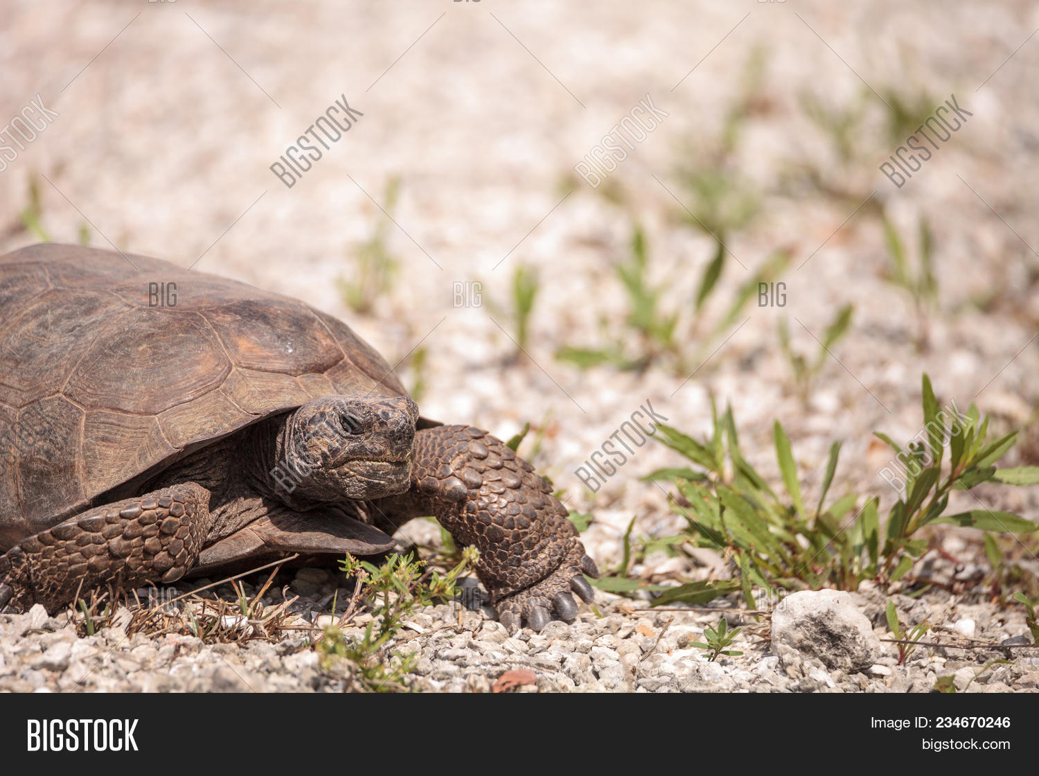 Florida Gopher Image & Photo (Free Trial) | Bigstock
