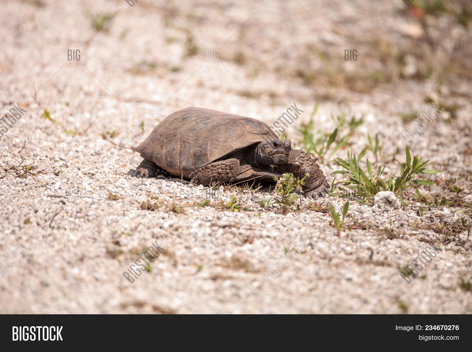 Florida Gopher Image & Photo (Free Trial) | Bigstock