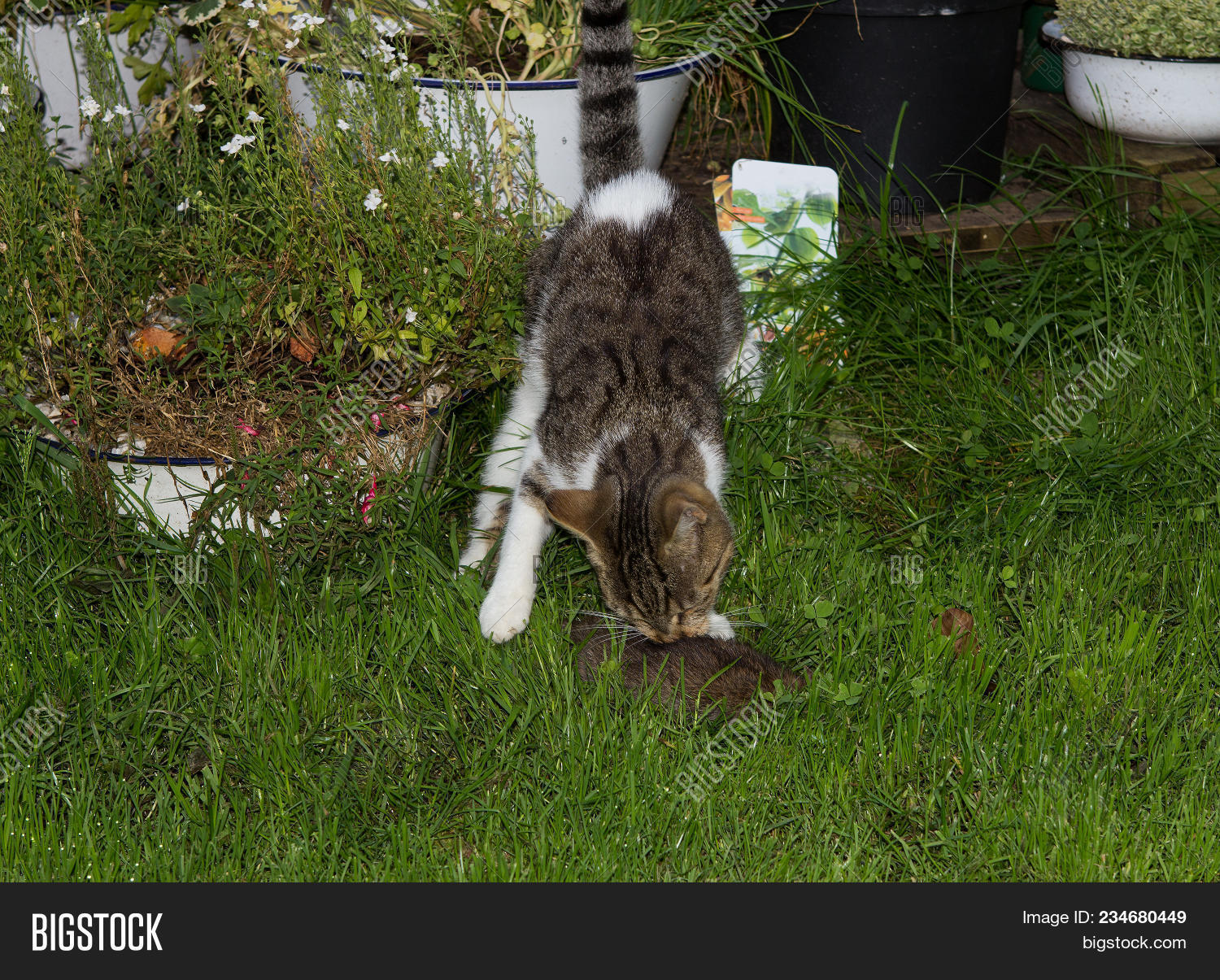 Young Cat Biting Rat Image & Photo (Free Trial) | Bigstock