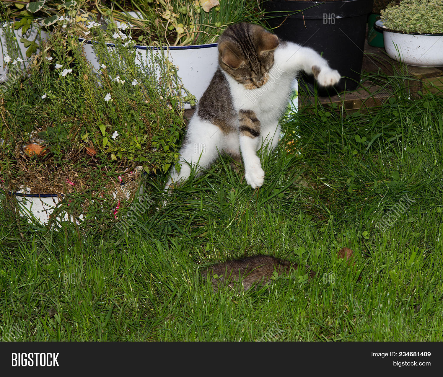 Young Cat Biting Rat Image & Photo (Free Trial) | Bigstock