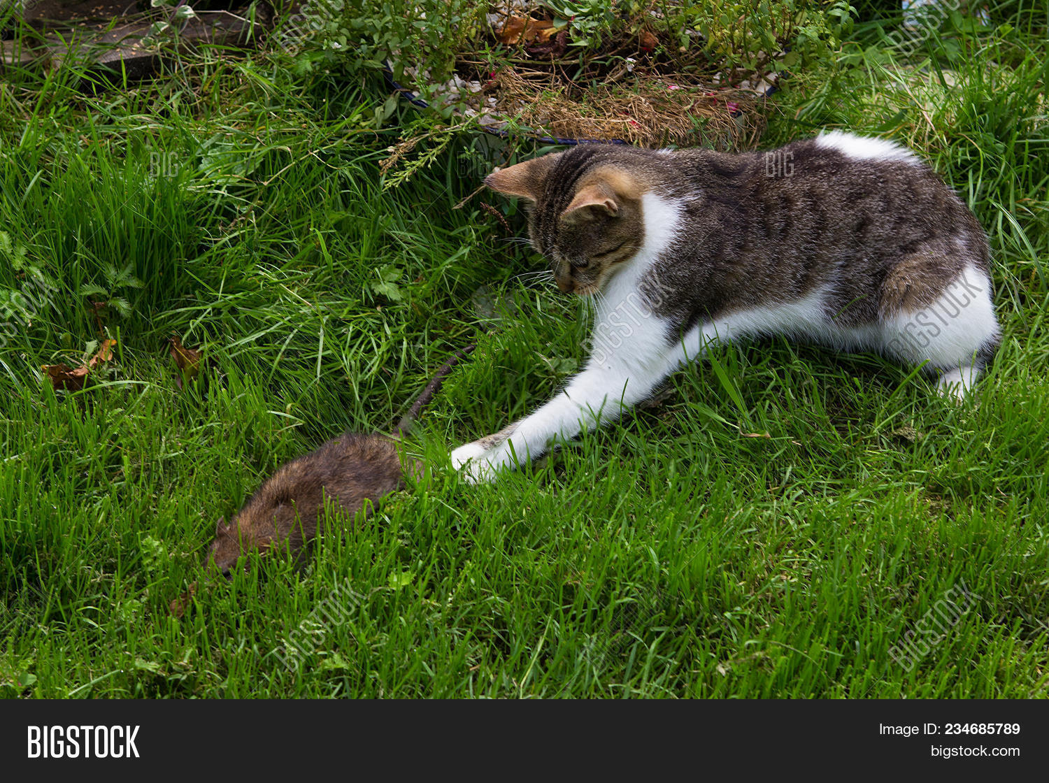 Young Cat Biting Rat Image & Photo (Free Trial) | Bigstock