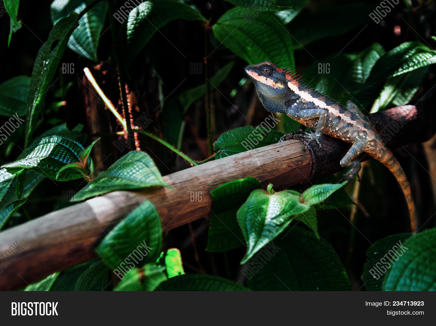 Lizard Kin Ka. Image & Photo (Free Trial) | Bigstock