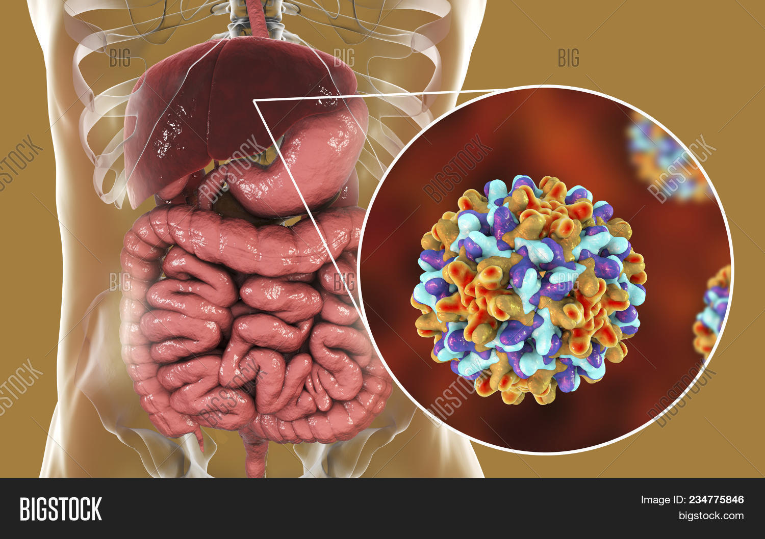 Liver Hepatitis B Image & Photo (Free Trial) | Bigstock