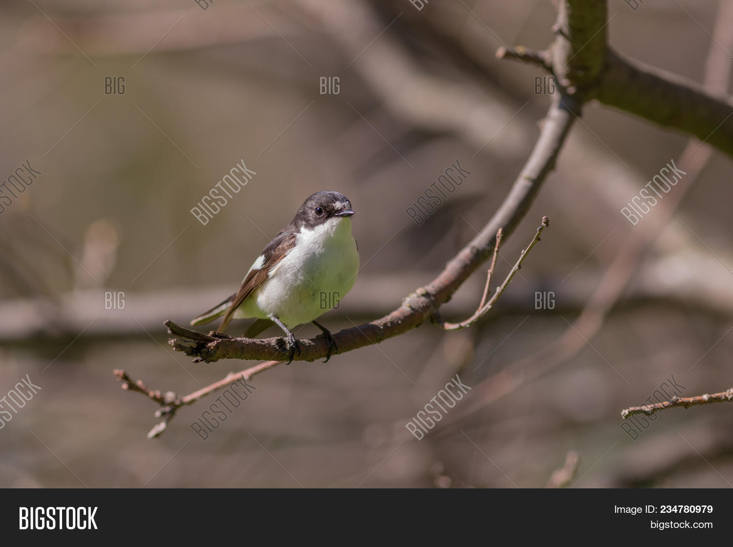Flycatcher Spring On Image & Photo (Free Trial) | Bigstock