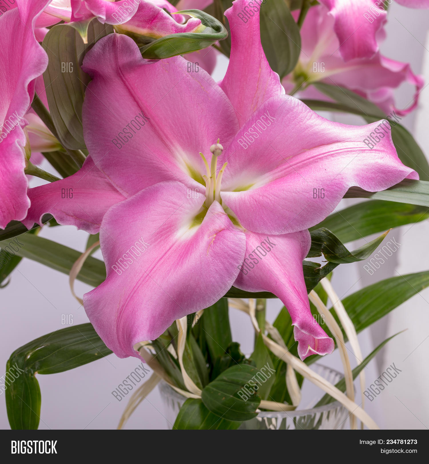 Close- Pink Liles Image & Photo (Free Trial) | Bigstock