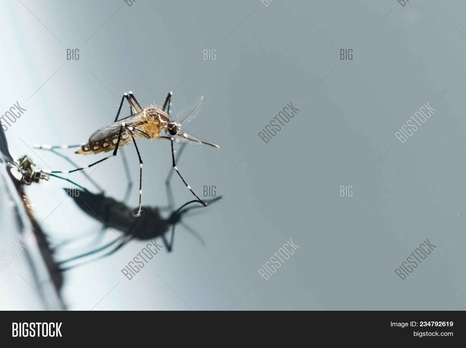 Gnats; Mosquitoes; Image & Photo (Free Trial) | Bigstock