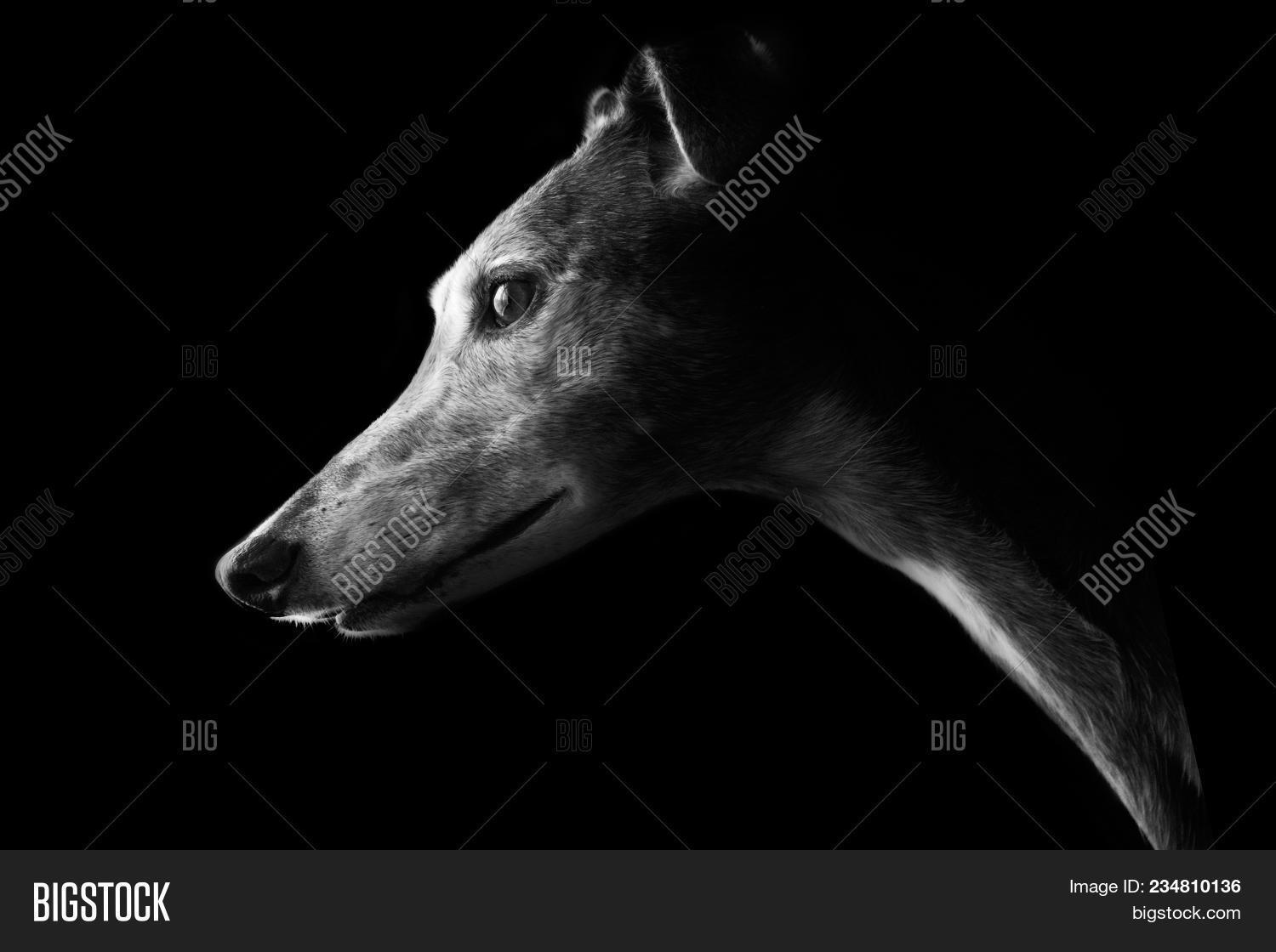 Profile Greyhound Image & Photo (Free Trial) | Bigstock