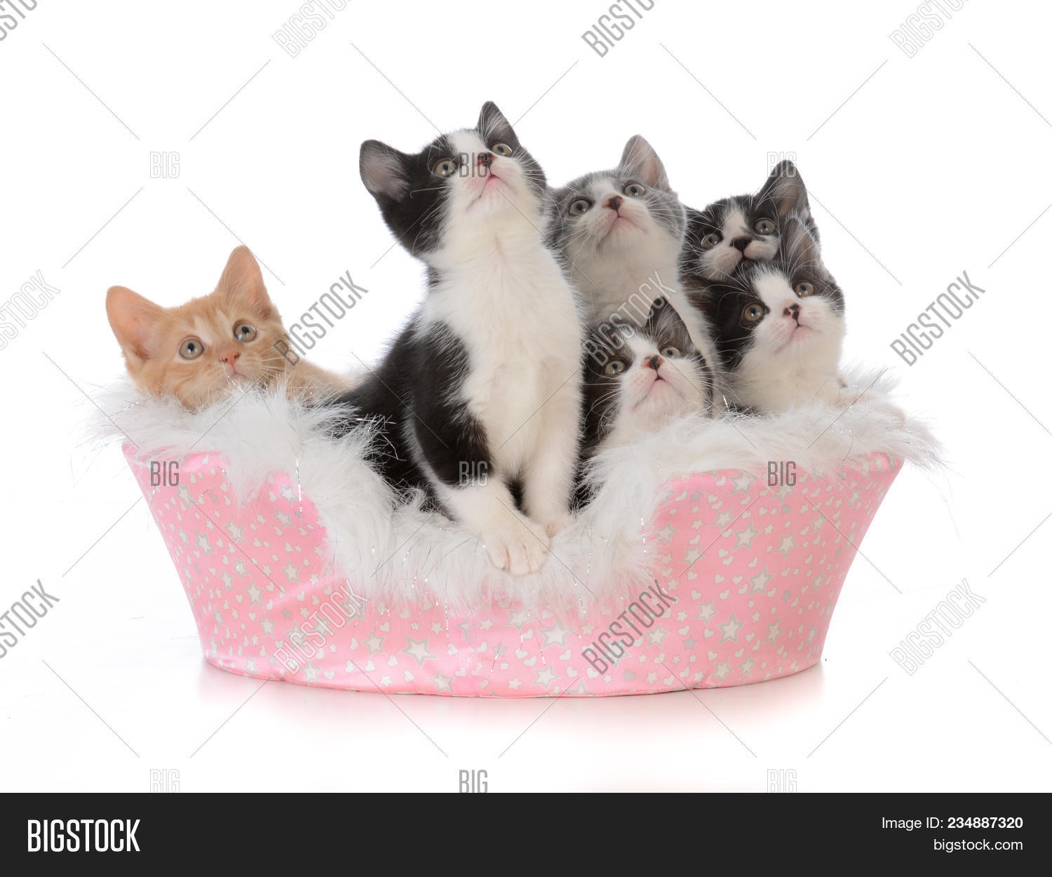 Litter Five Kittens Image & Photo (Free Trial) | Bigstock