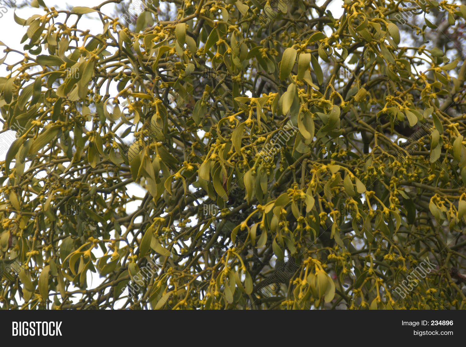 Mistletoe Image & Photo (Free Trial) | Bigstock