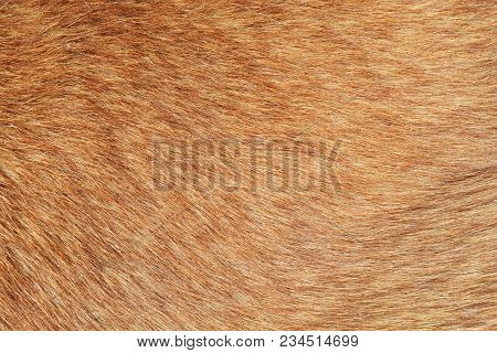 Coat Texture Image & Photo (Free Trial) | Bigstock