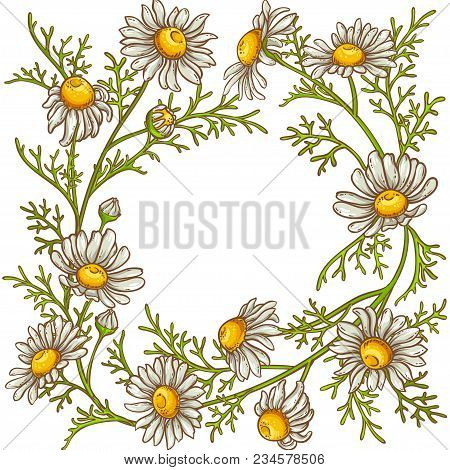 Chamomile Flower Vector & Photo (Free Trial) | Bigstock