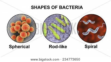 Shapes Bacteria, Image & Photo (Free Trial) | Bigstock