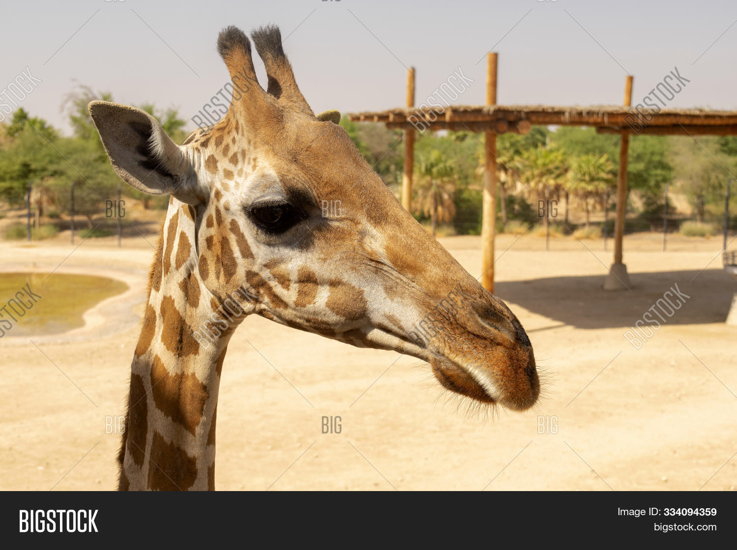 Beautiful Giraffe Face Image & Photo (Free Trial) | Bigstock