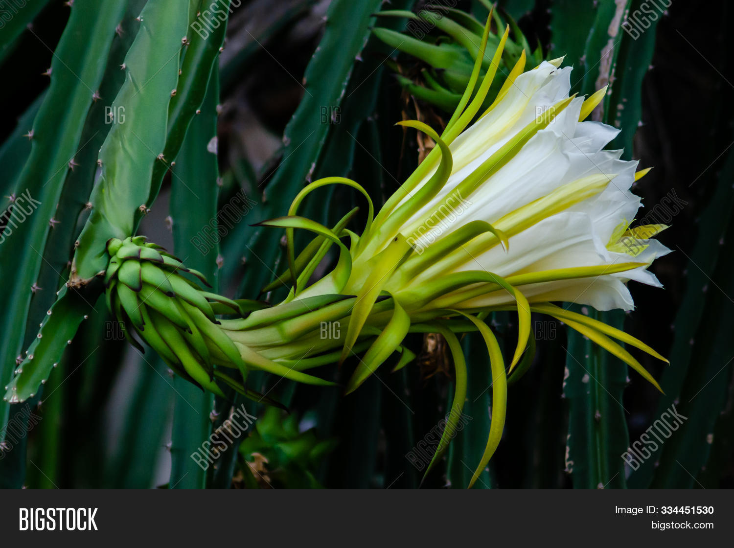 Dragon Fruit Flower Image & Photo (Free Trial) | Bigstock