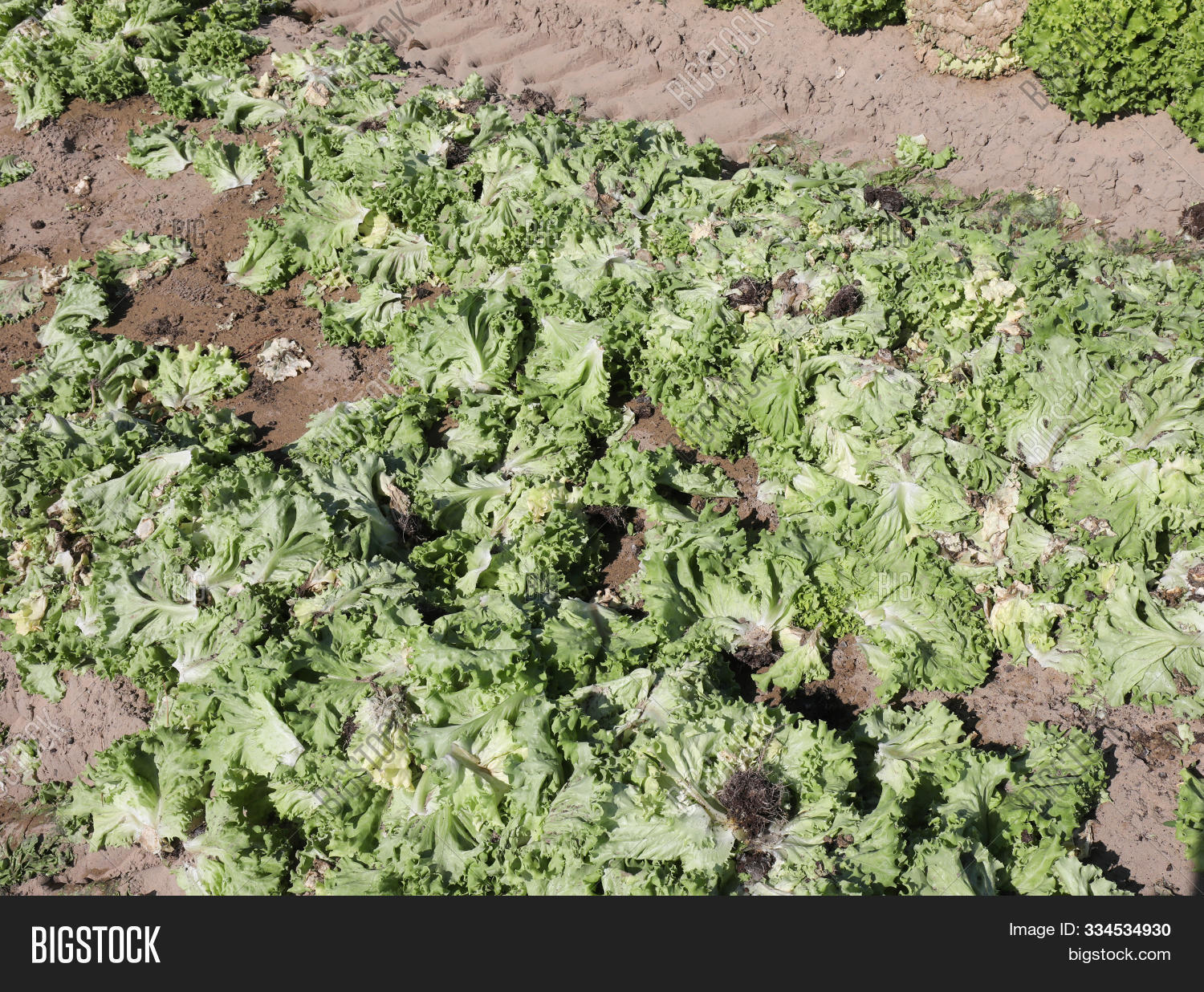 Imagen y foto Rotten Green (prueba gratis) | Bigstock