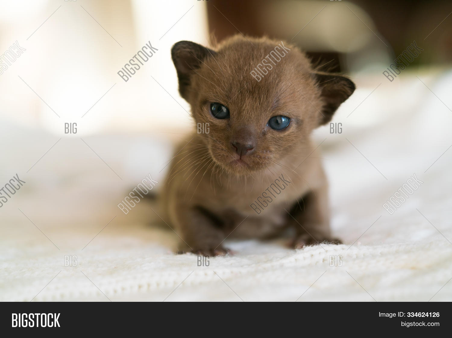 Brown Burmese Kitten