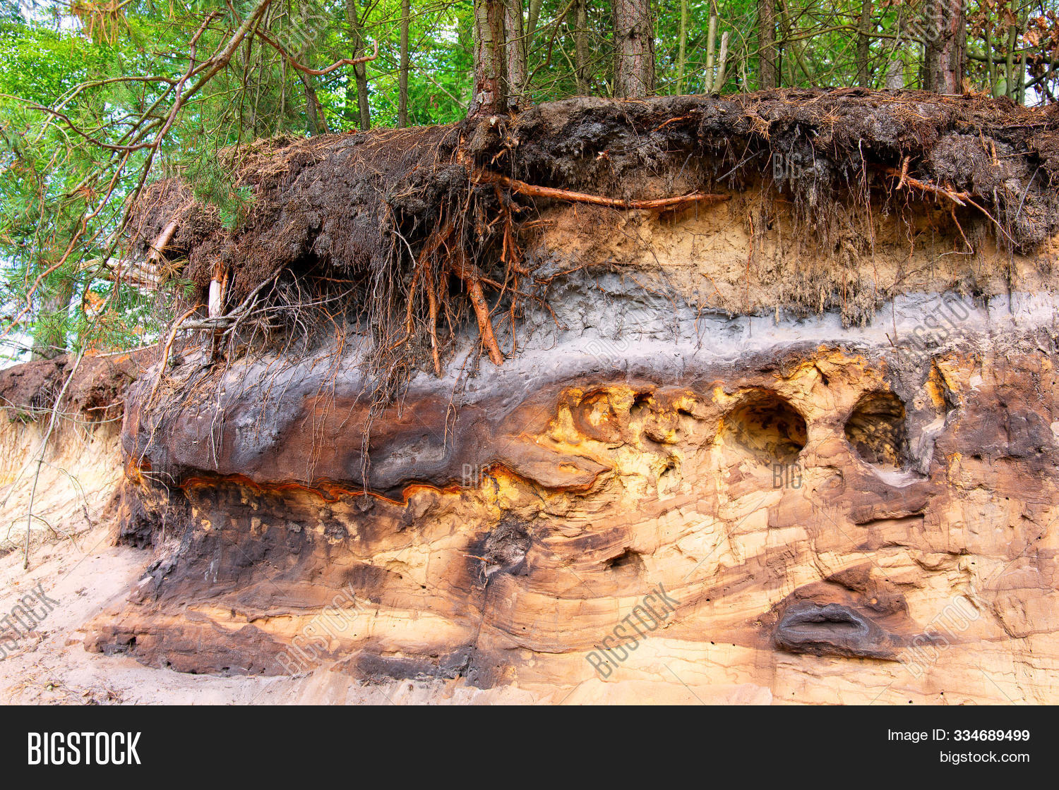 Spodosol Podzol Image & Photo (Free Trial) | Bigstock