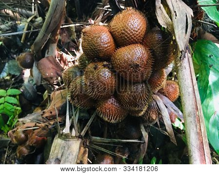 Salak Tree (salacca Image & Photo (Free Trial) | Bigstock