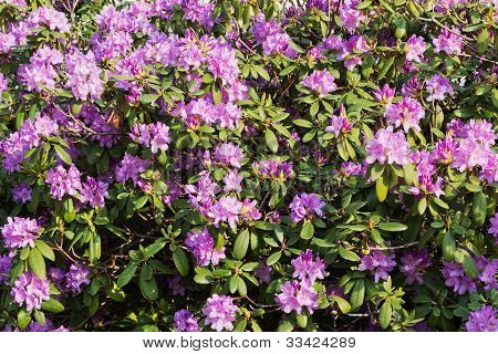 Rhododendron Hedge Image & Photo (Free Trial) | Bigstock