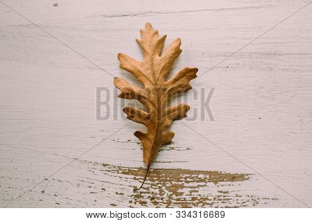 Oak Tree Leaf On Image & Photo (Free Trial) | Bigstock