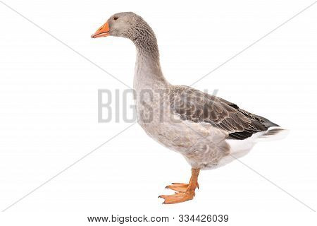 Goose, Side View, Image & Photo (Free Trial) | Bigstock