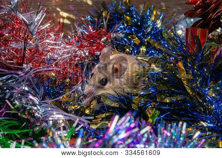 Cute Live Mouse Among The New Year Ornaments Symbolizes 2020 According ...